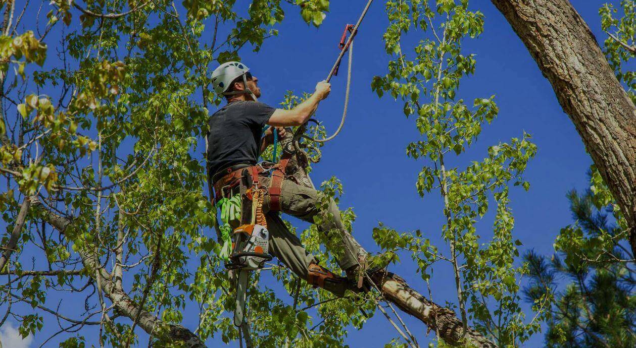 Tree Pruning in Sydney: Essential Tips for Healthy Trees